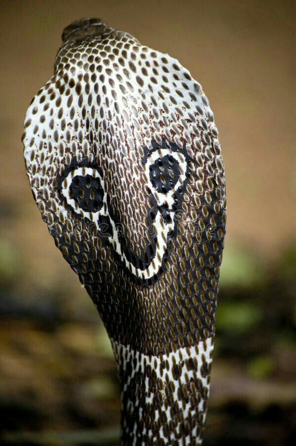 The back of a common Indian cobra | Scrolller