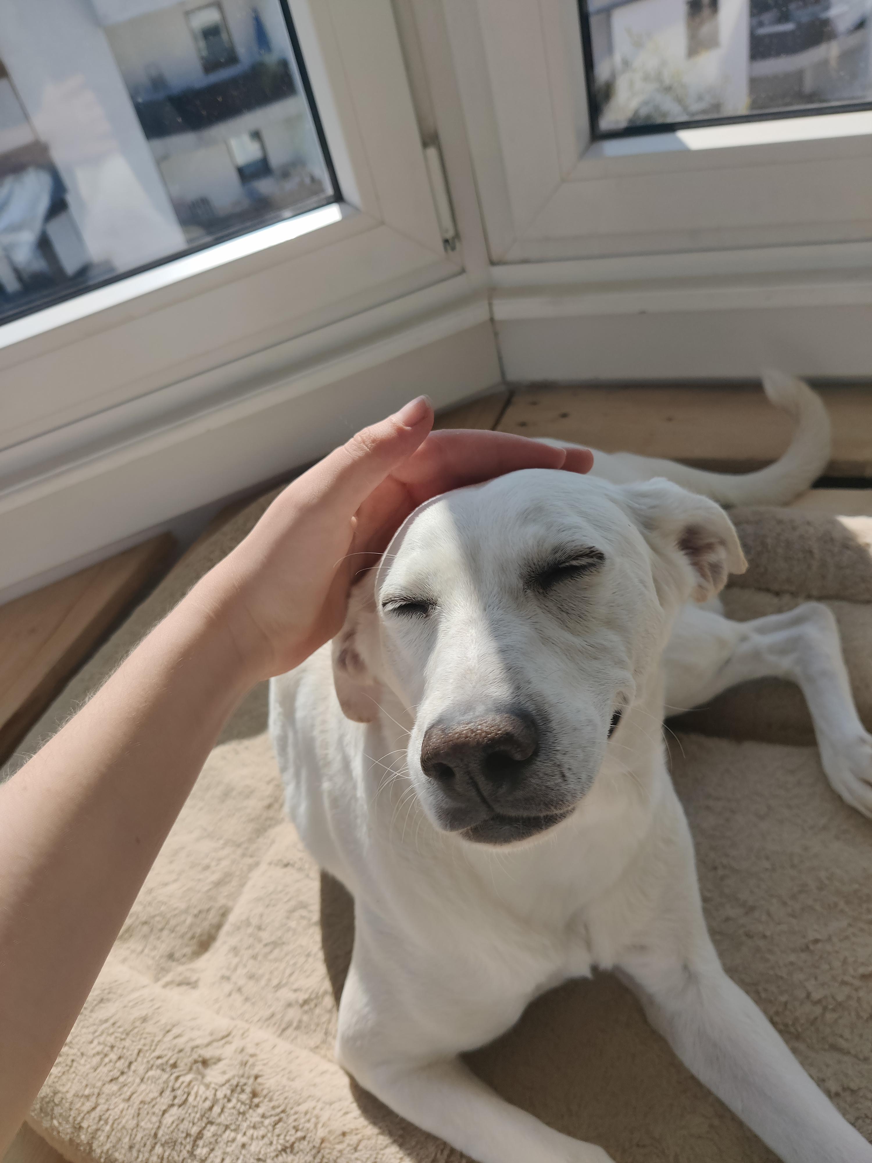 The best girl enjoying the morning sun and pets | Scrolller