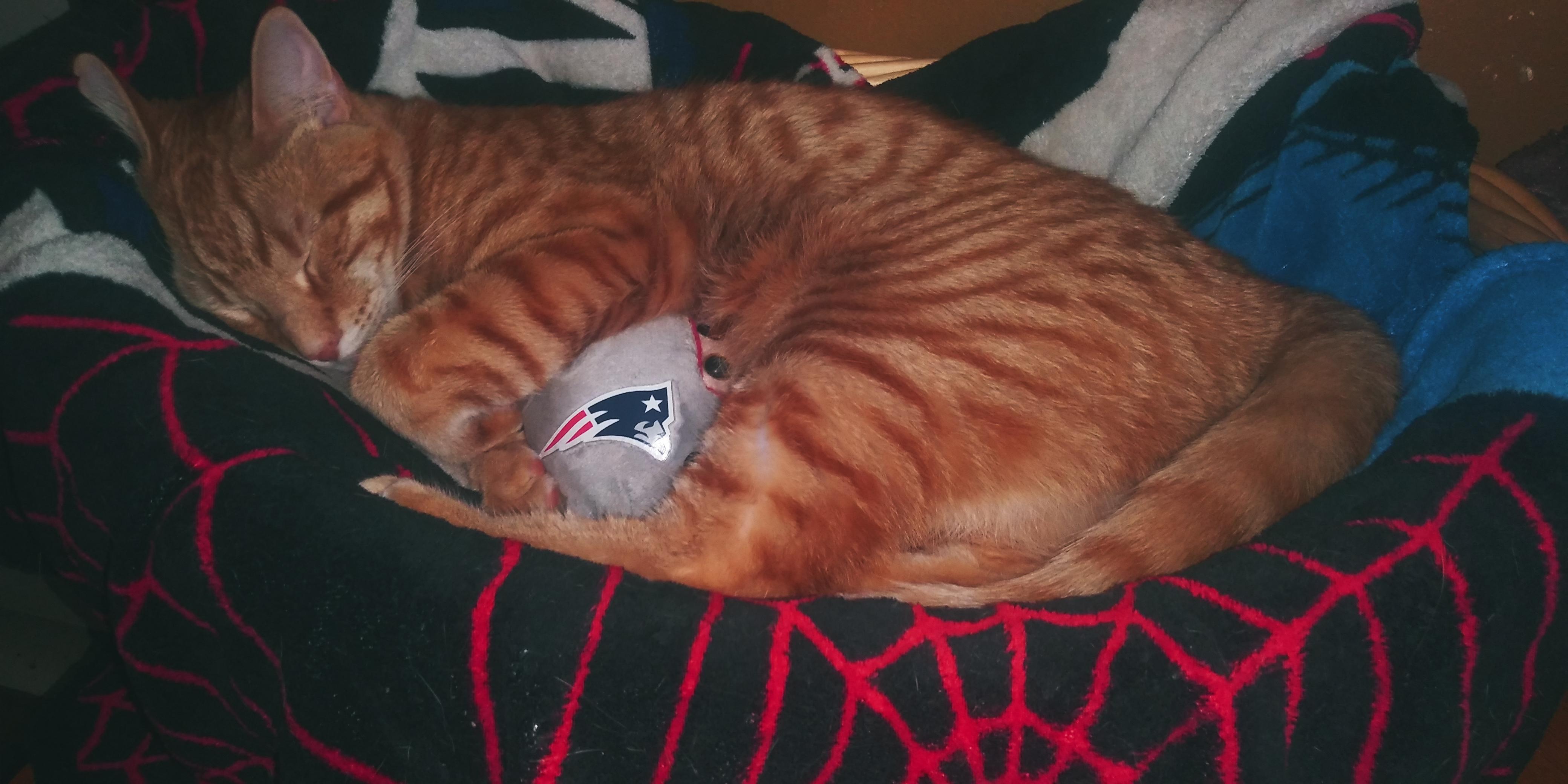 The best sleeping spot in the house 🧺 | Scrolller