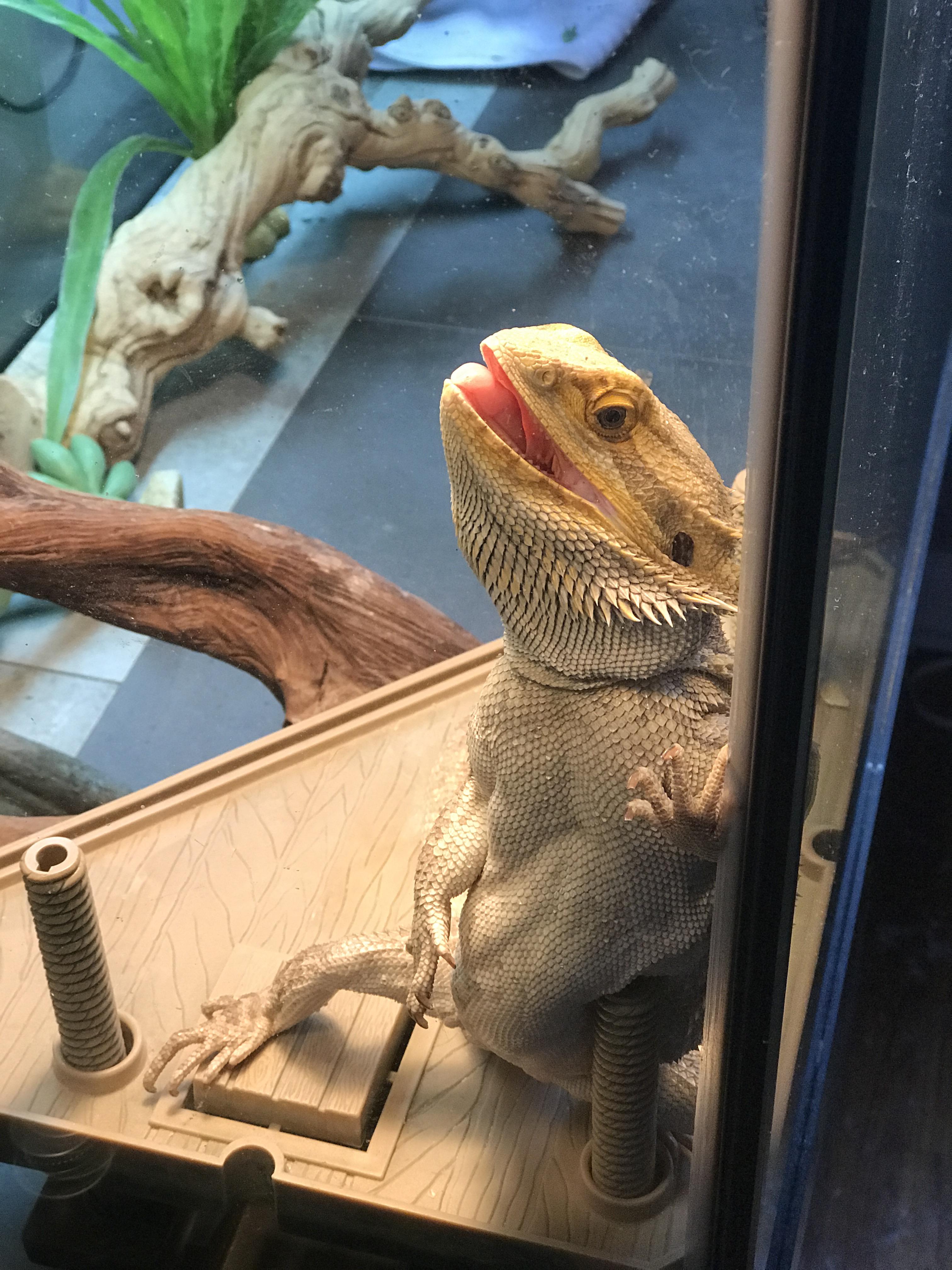 The Blup Pose | Scrolller