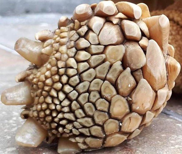 The bottom of a sulcata tortoise's foot | Scrolller
