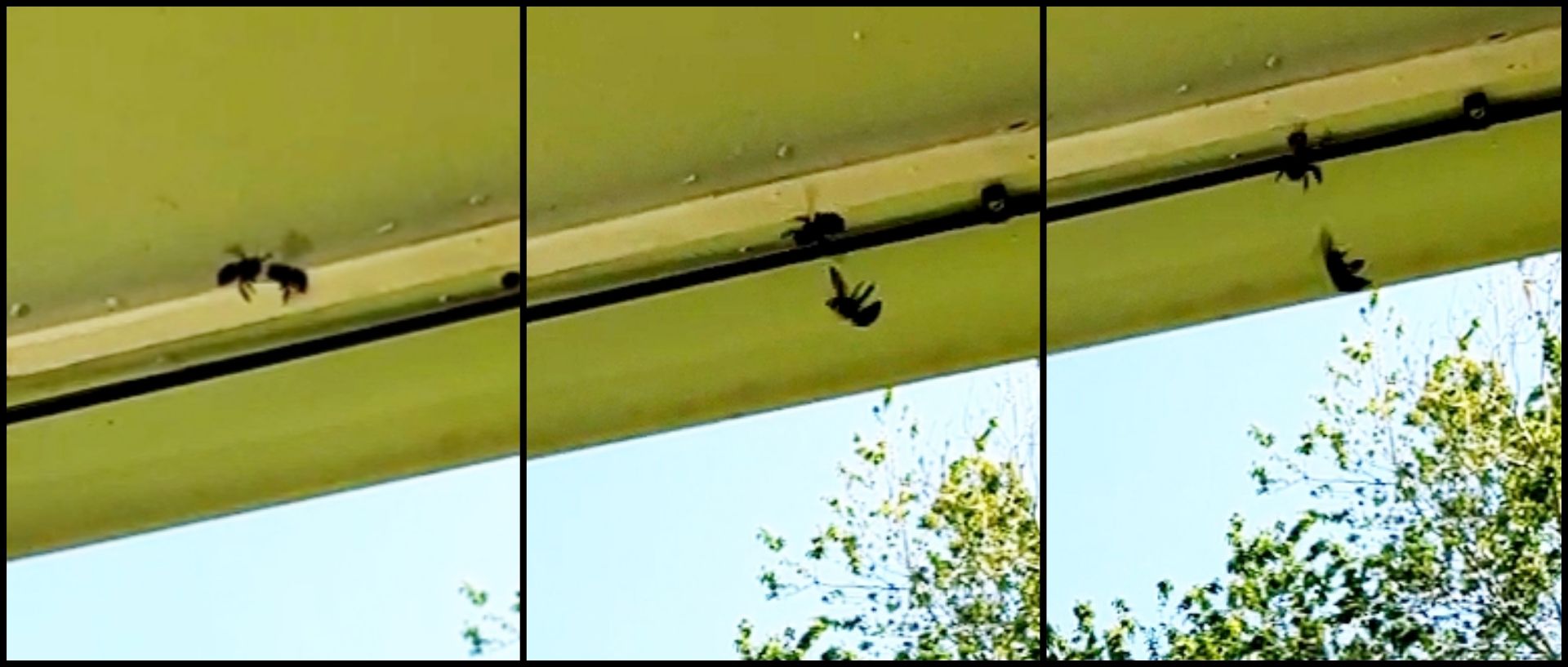 The carpenter bee who lives on my back porch absolutely dropping a male competitor. | Scrolller