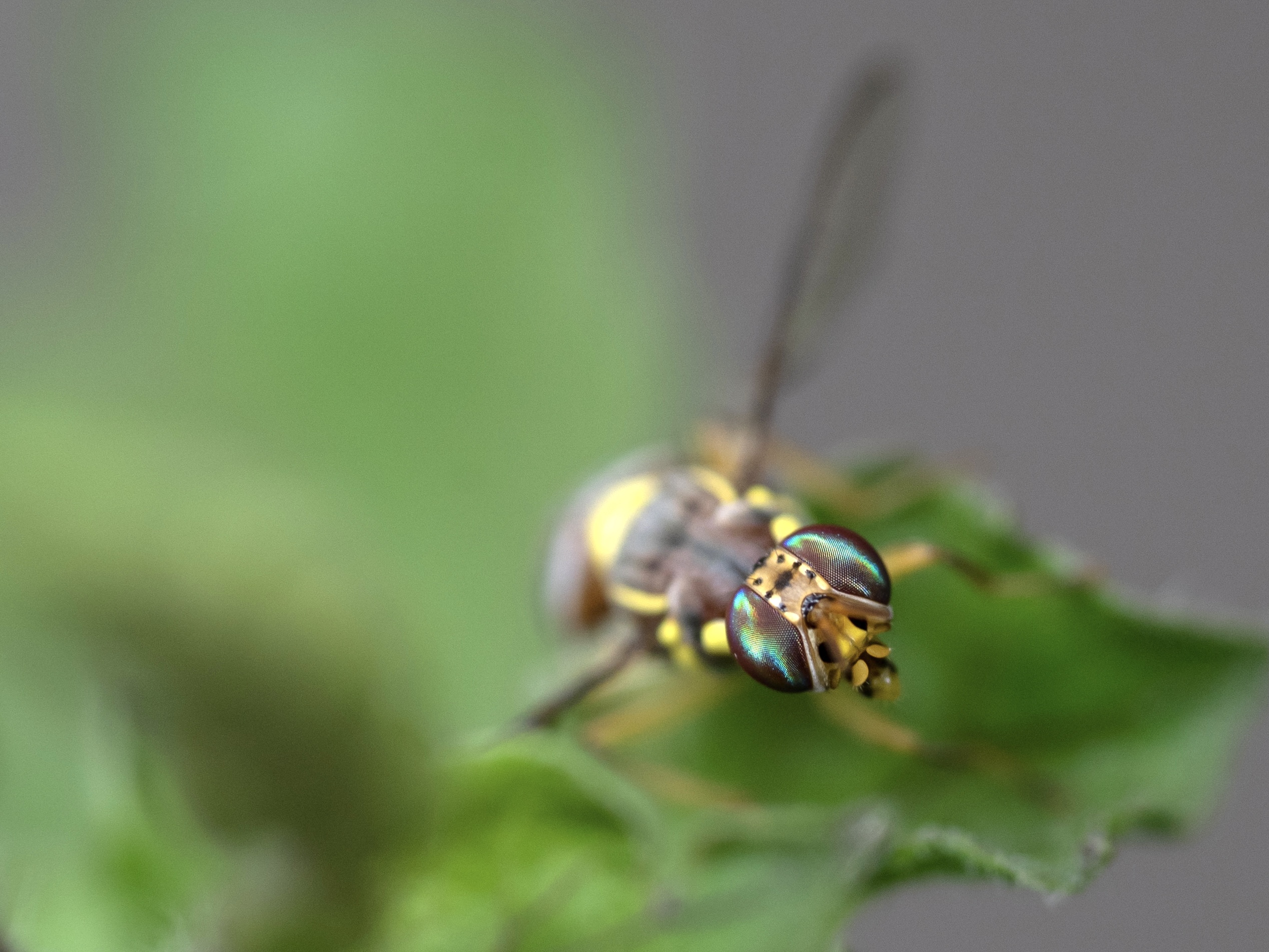 🔥 The compound eyes of this Oriental Fruit fly | Scrolller