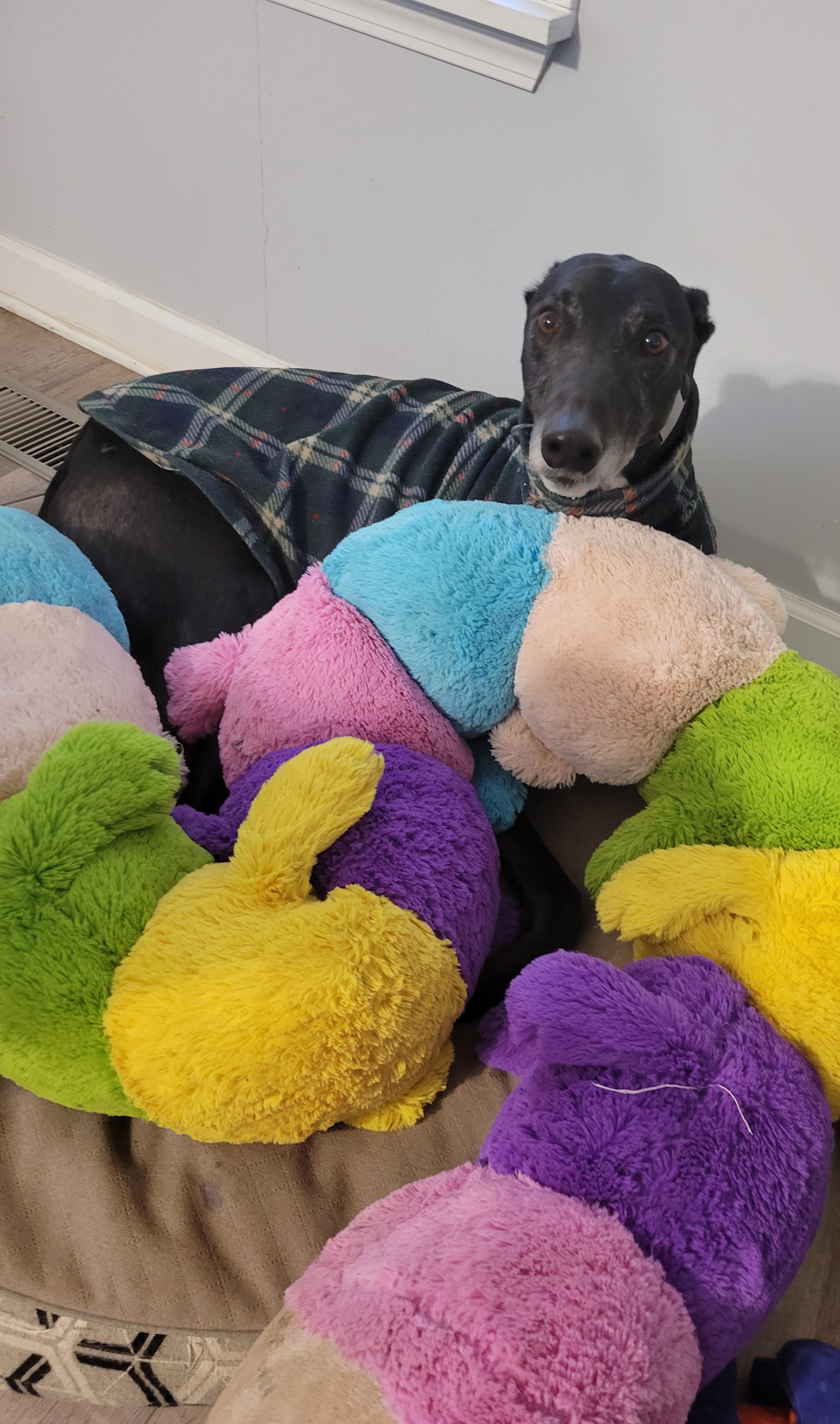 The cuddlepiller ate his ears. 😱 | Scrolller