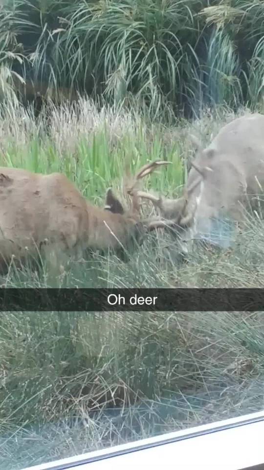the deer from the front page of r/mildlyinteresting yesterday, fighting with another deer ...