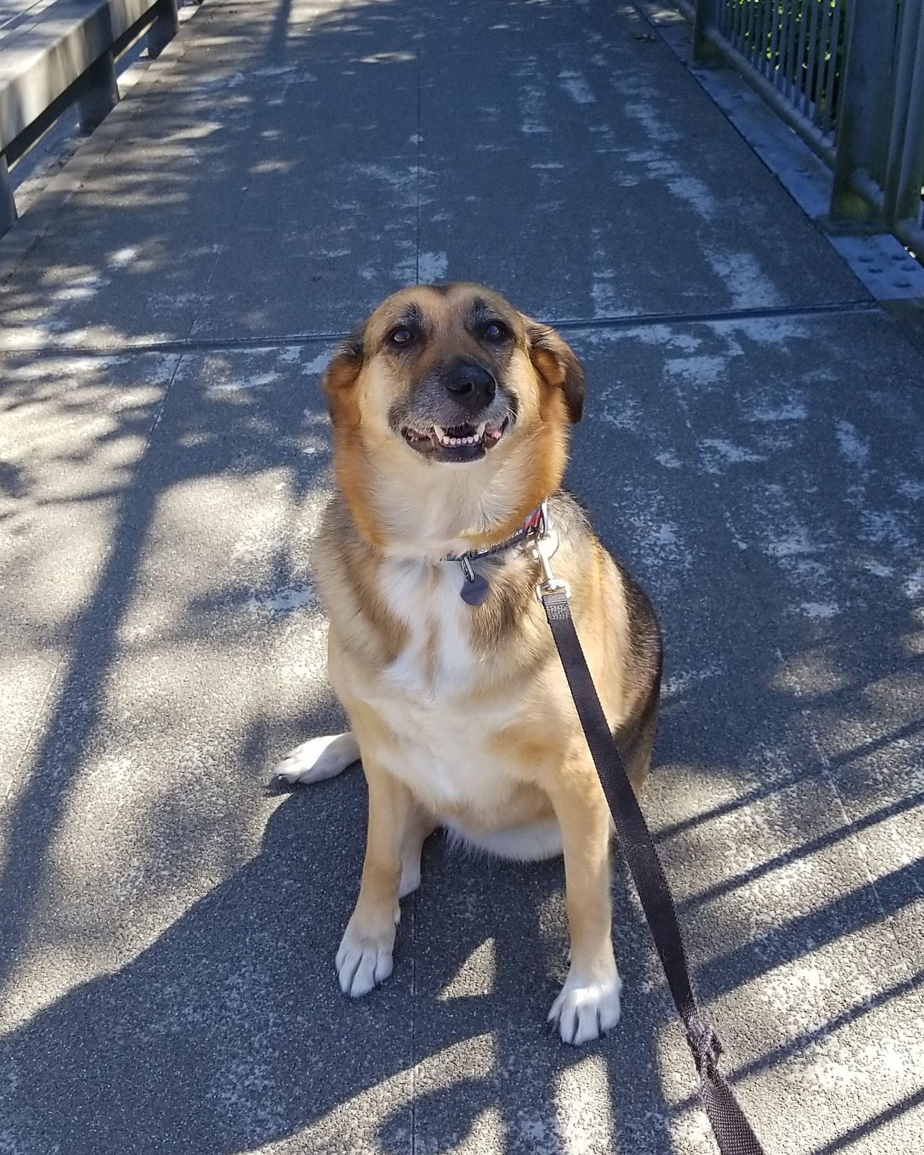 The derpy smile my dog gets before the dog park. | Scrolller