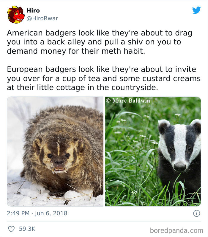 The Different Types Of Badgers | Scrolller