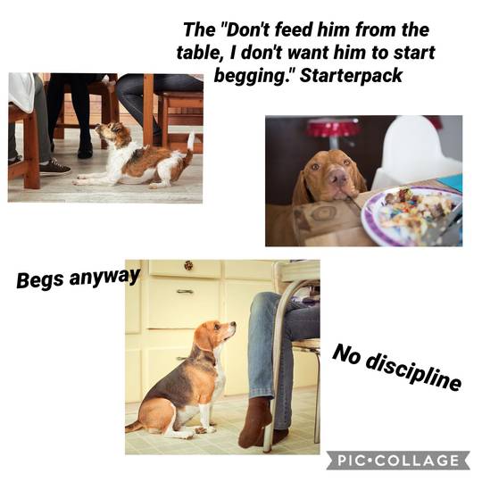 The "Don't feed him from the table, I don't want him to start begging." Starterpack | Scrolller