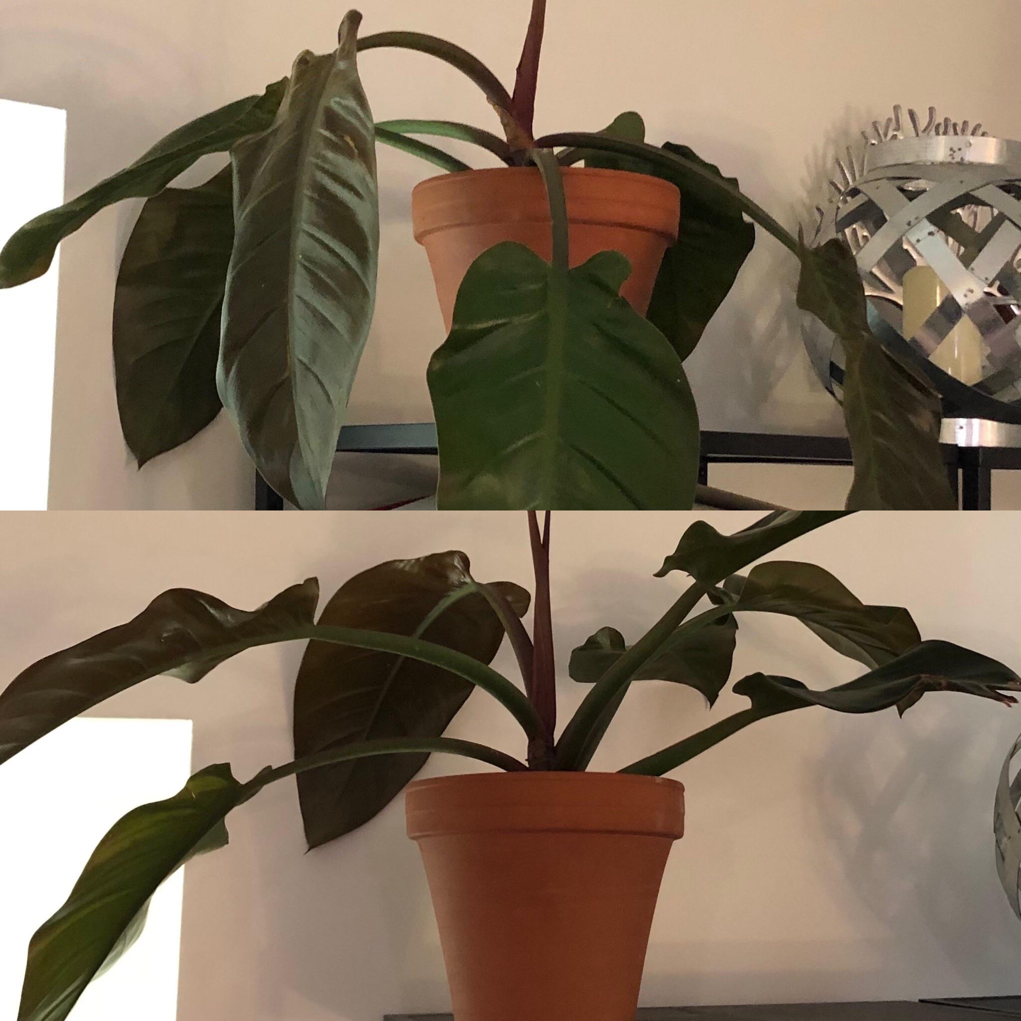 The DRAMA | Scrolller