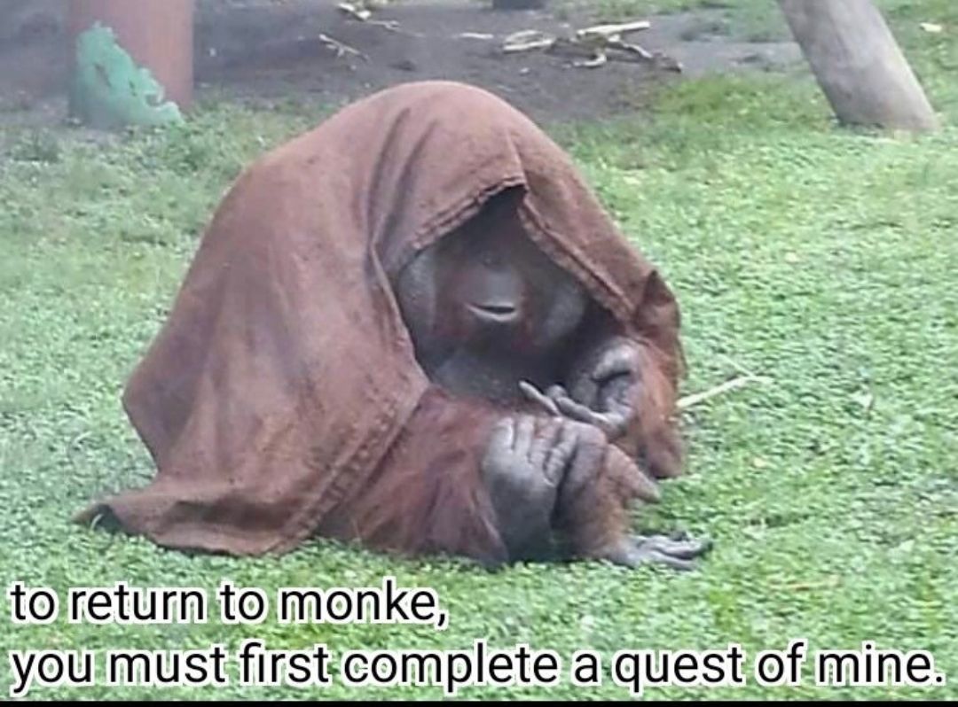 The elder monkee | Scrolller