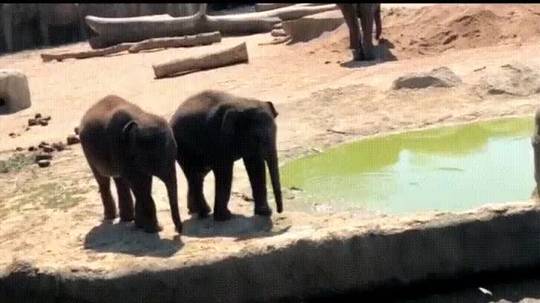 The elephant dimension? | Scrolller