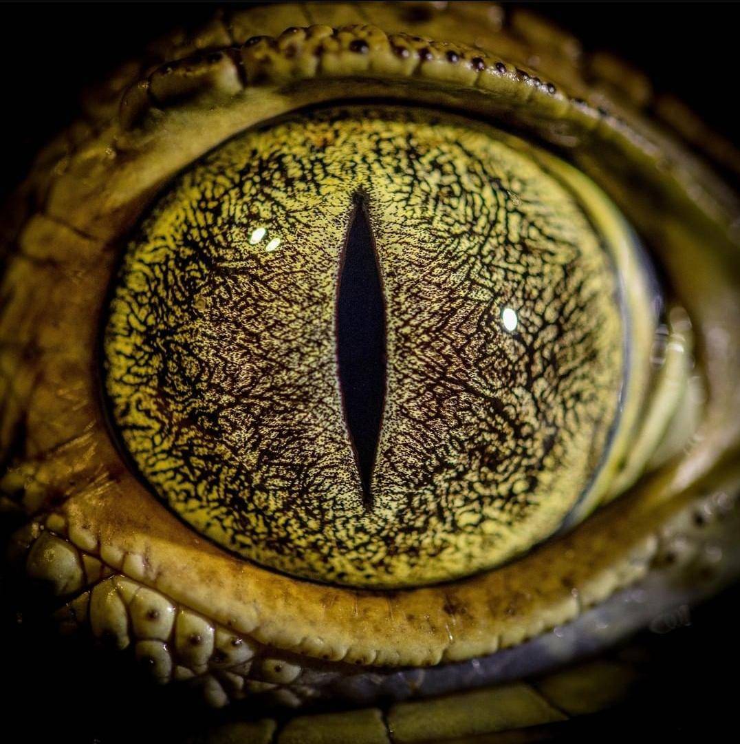 The eye of a caiman | Scrolller
