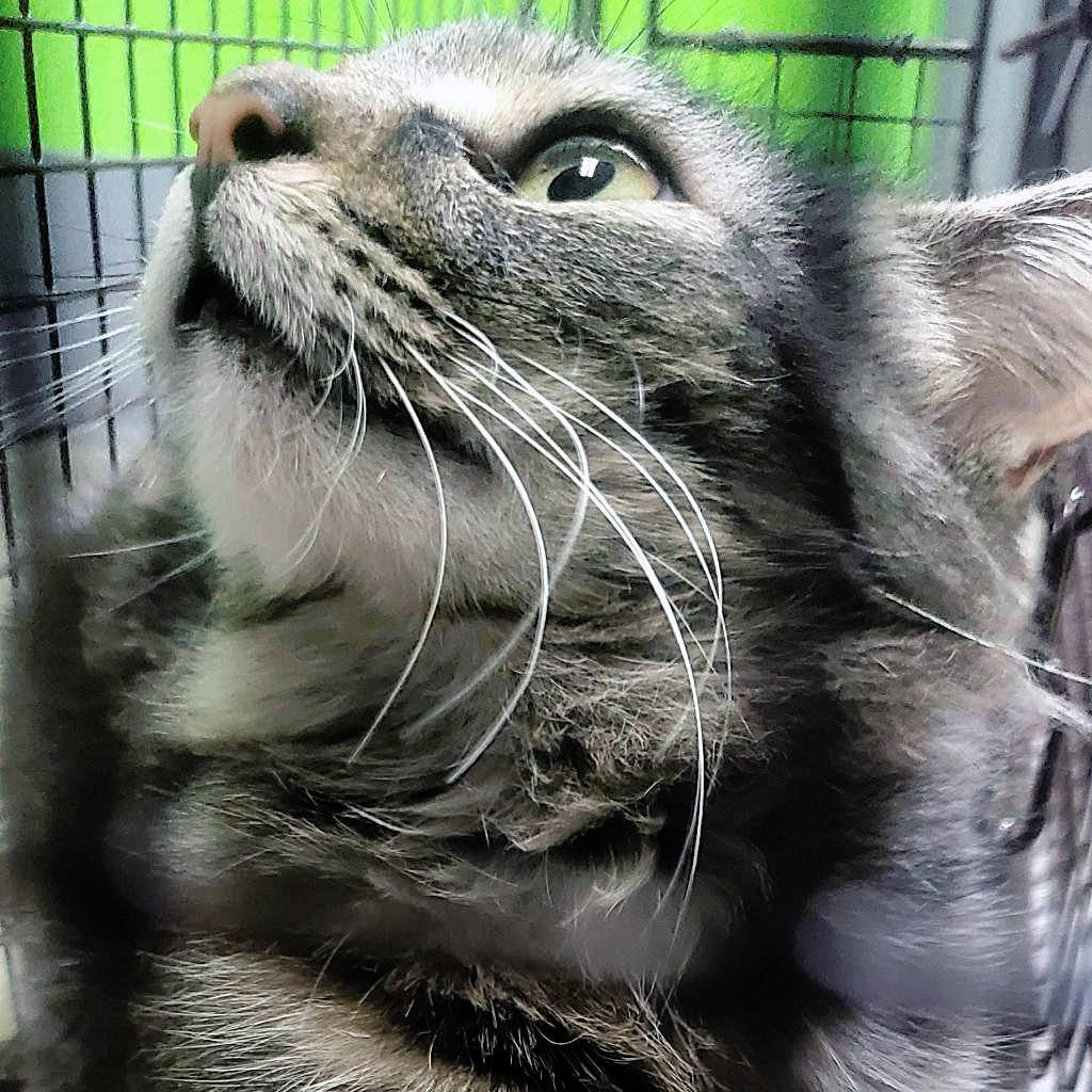 The Faces of Feral: Aero | An NFT collection of candid portraits of feral cats at Shelby Humane ...