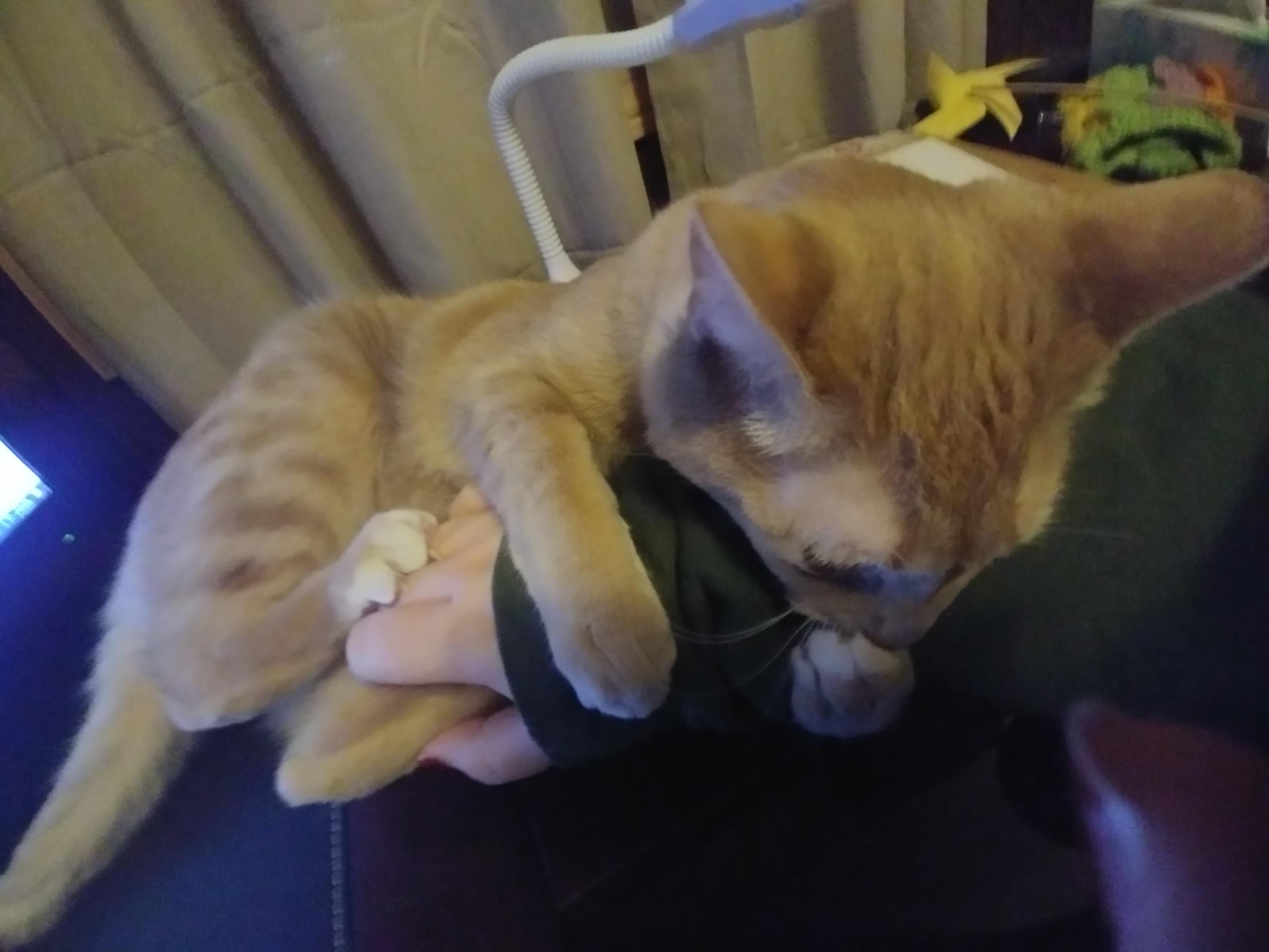 The fiercest predator | Scrolller