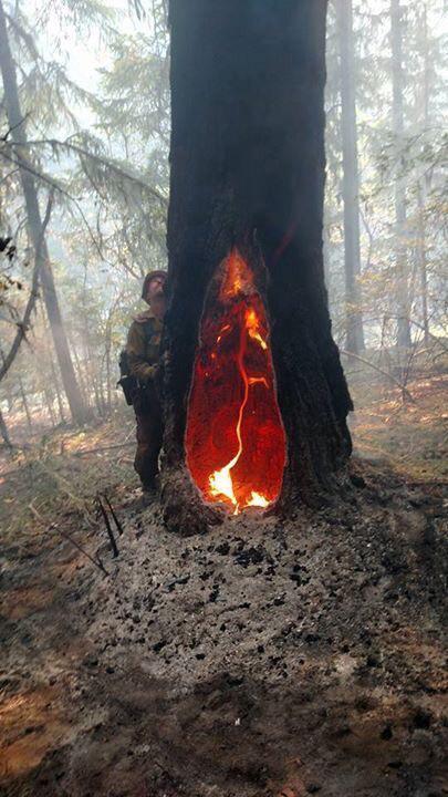 The fire burning inside this tree has been burning for 5 days | Scrolller