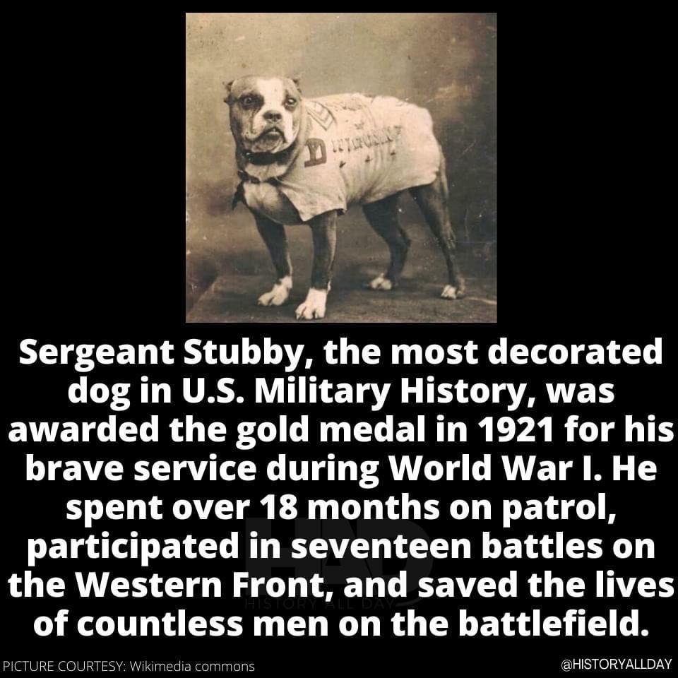 The first Sergeant Stubby. | Scrolller