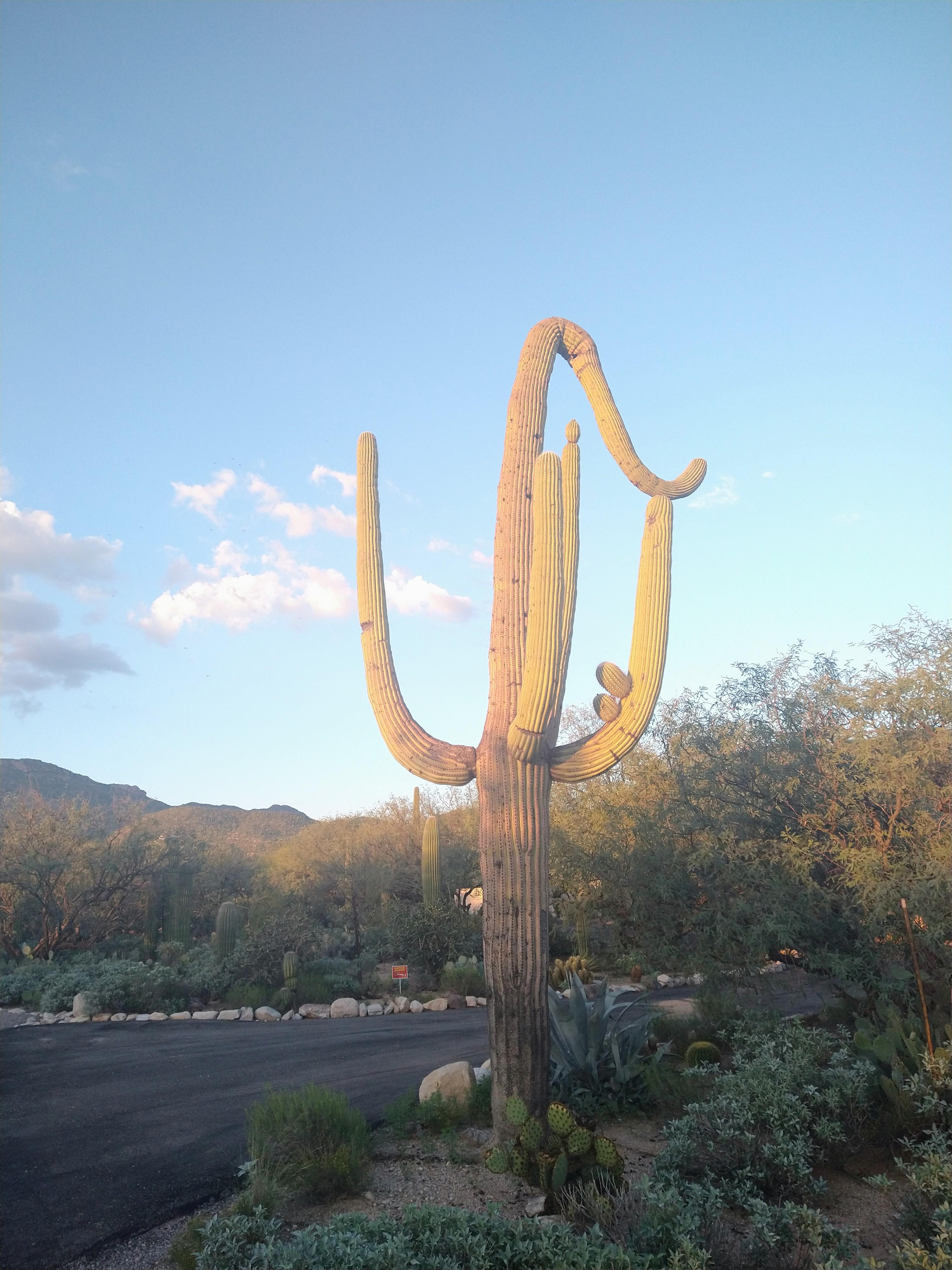 The Free Willy of Cacti | Scrolller