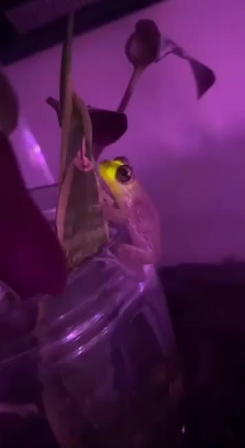 The frog and the firefly | Scrolller