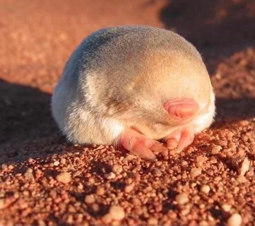 🔥 The golden mole | Scrolller