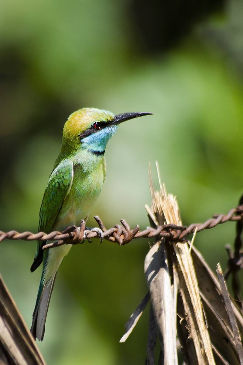 🔥 The Green Bee-eater | Scrolller
