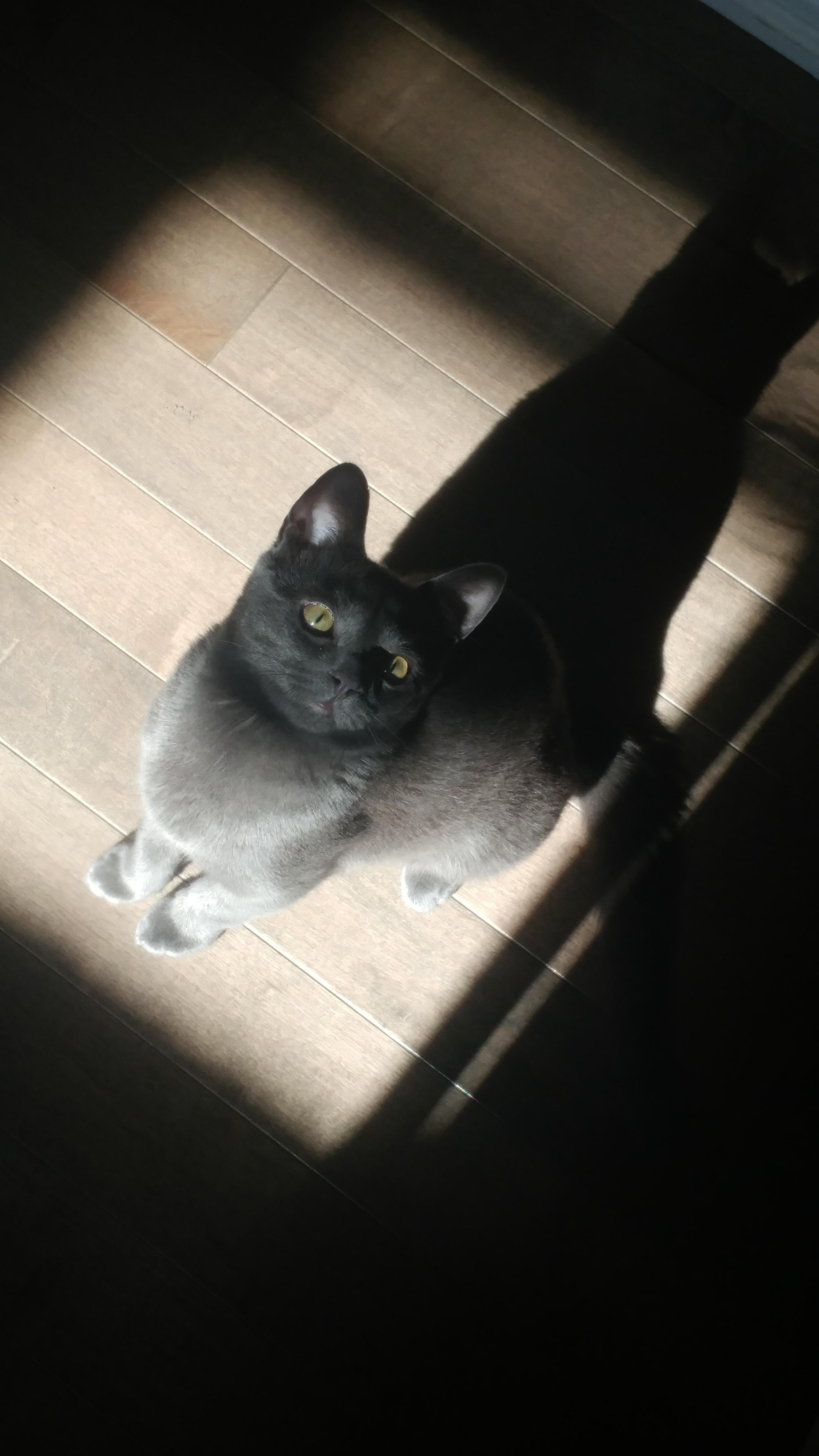 The green mouse behind the camera. | Scrolller