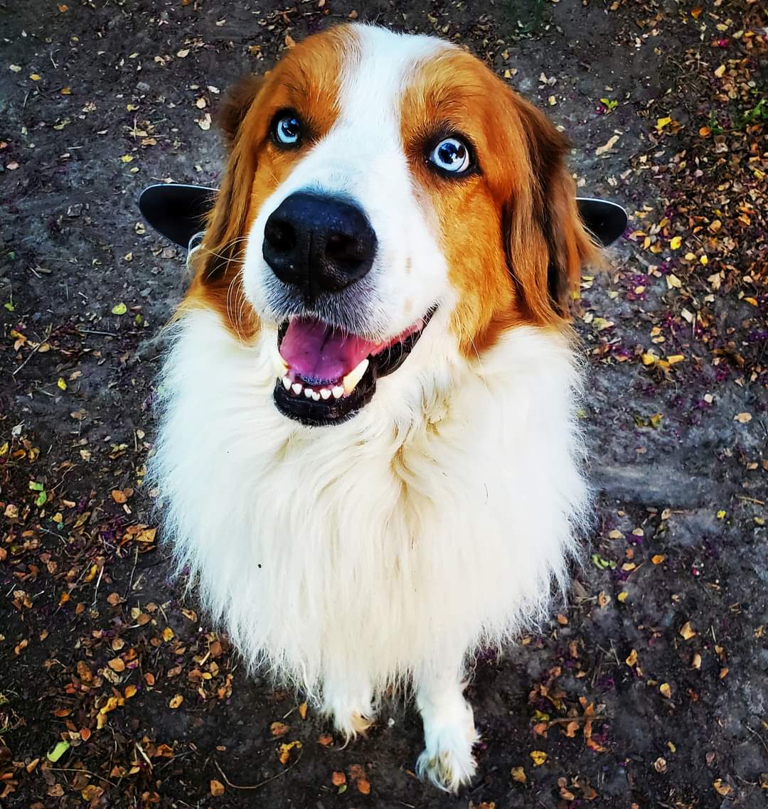 The happiest grumpy boy | Scrolller