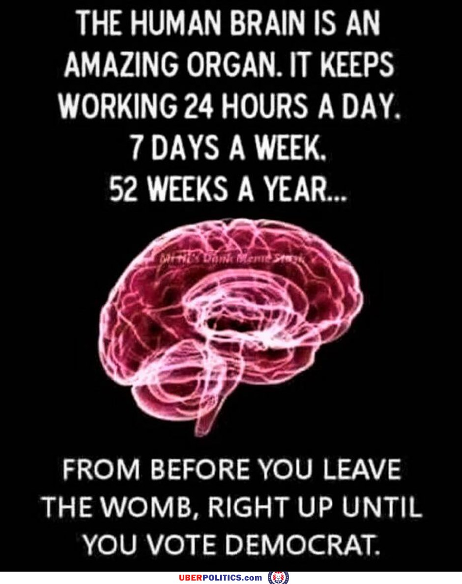 The Human Brain is an Amazing Organ. | Scrolller