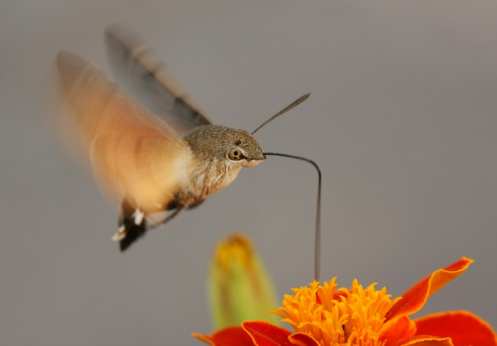 🔥 The Hummingbird Hawk-Moth is a type of butterfly that looks and behaves very similarly to ...