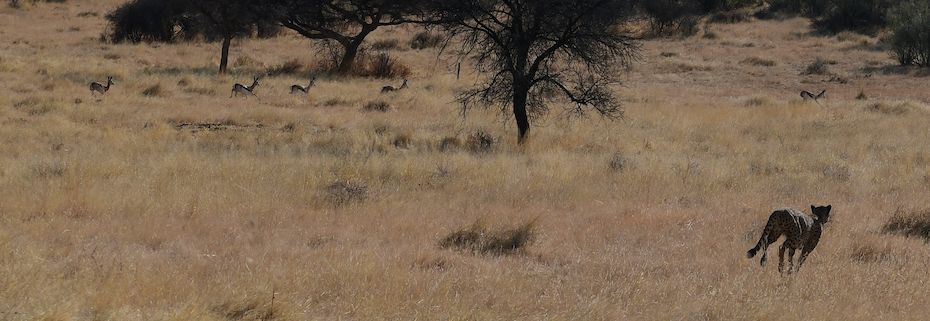 The Hunt. OC | Scrolller