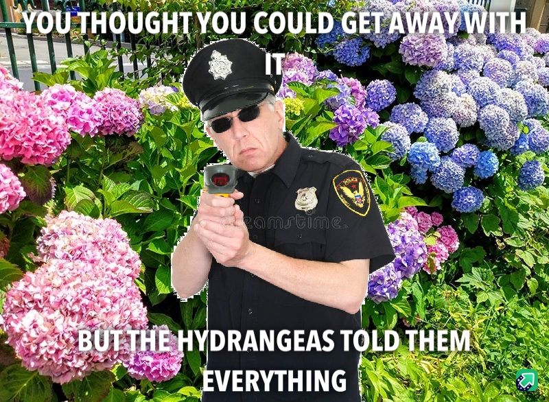 The Hydrangeas | Scrolller