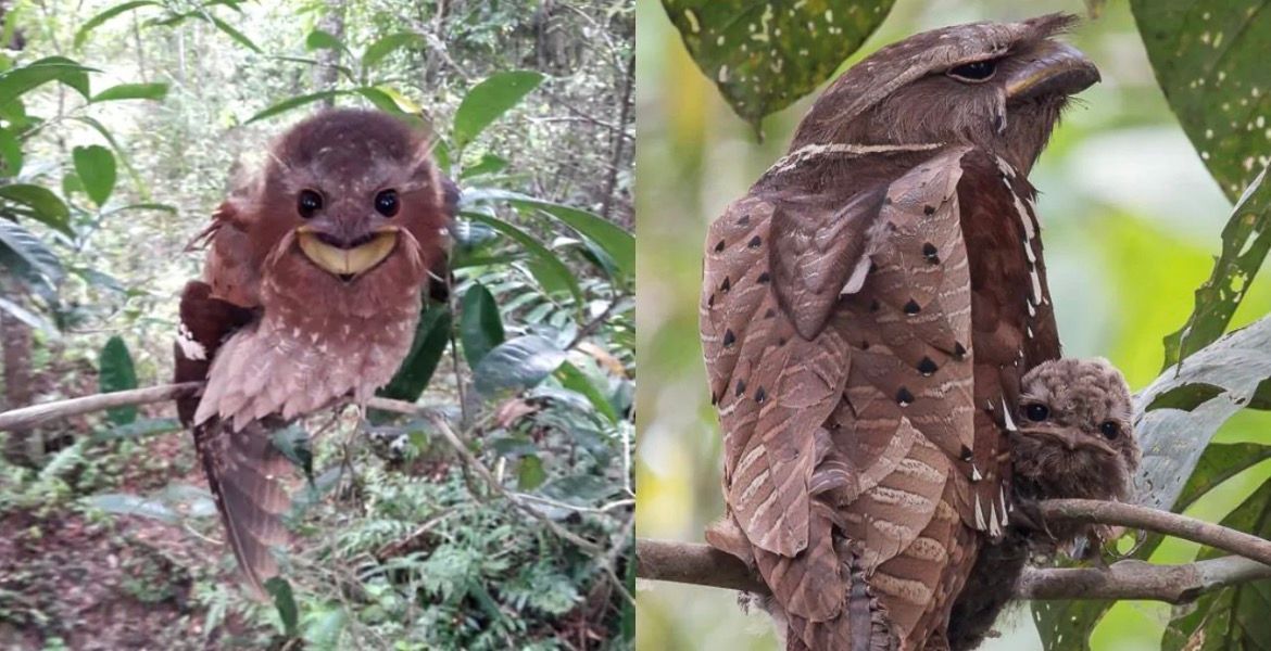 The large frogmouth perfectly camouflaged like dead leaves | Scrolller