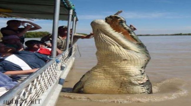 The Largest Gator in the World | Scrolller