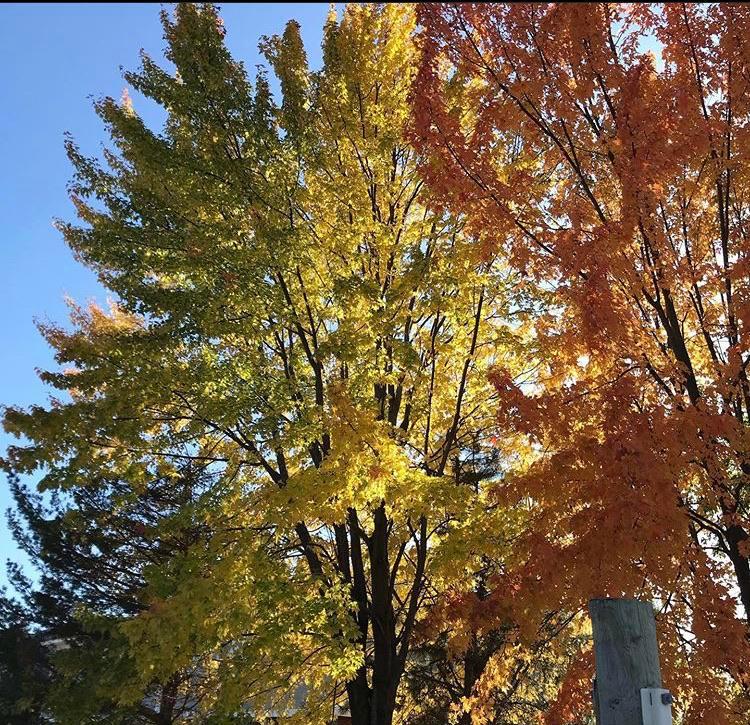 The leaves on my trees | Scrolller