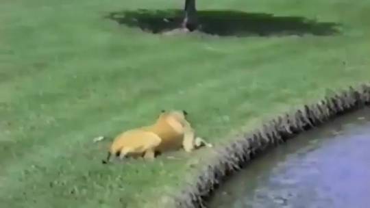 The Majestic Great Dane | Scrolller