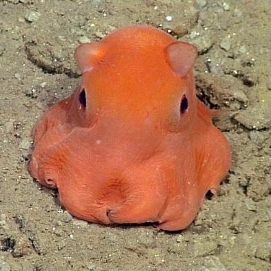 🔥 The most underrated sea creature...the dumbo octopus | Scrolller