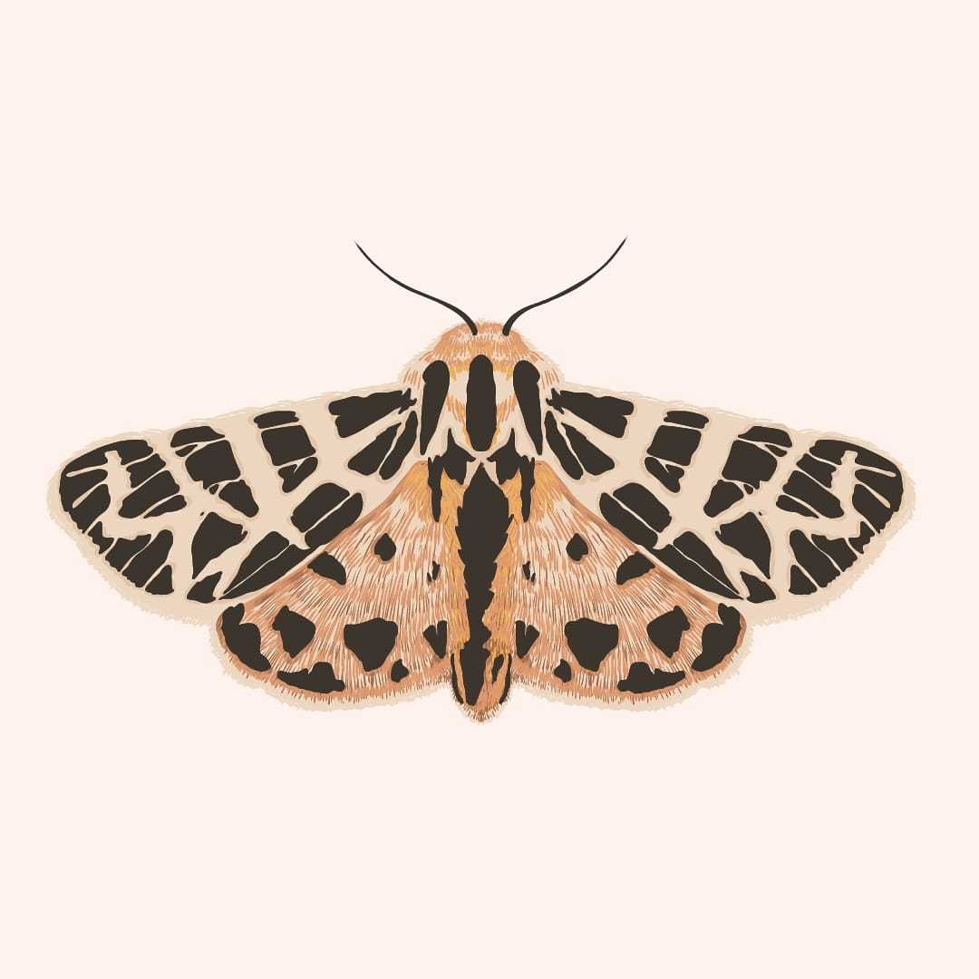 The mystifying harnessed tiger moth | Scrolller