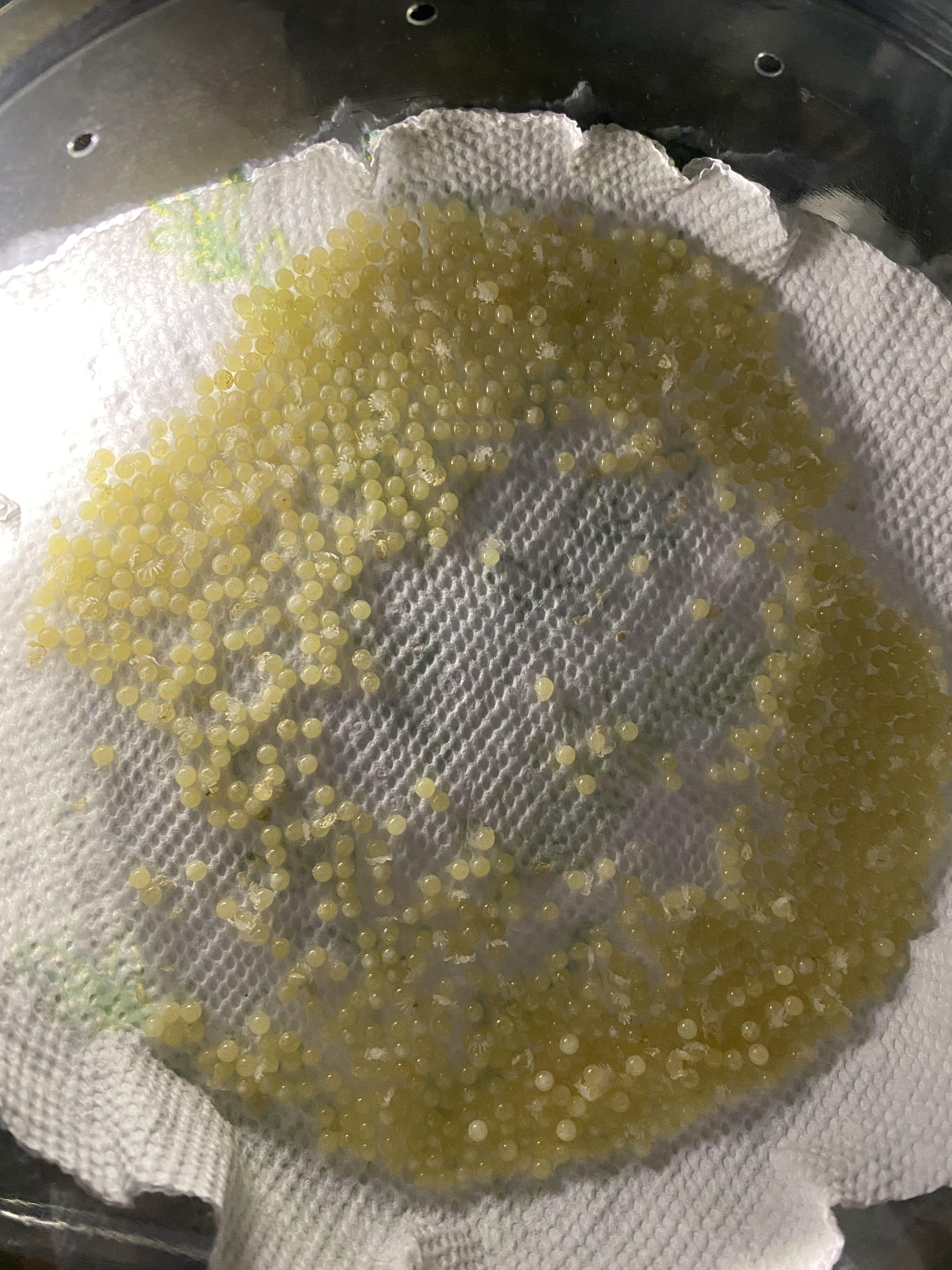 the next generation | Scrolller