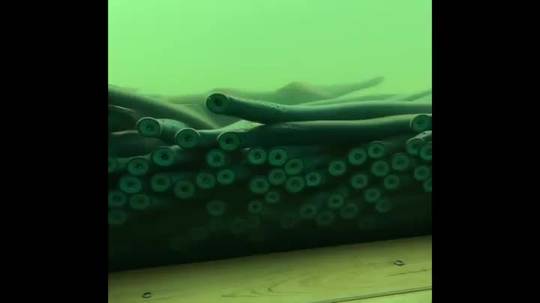 The Nightmare Tank | Scrolller