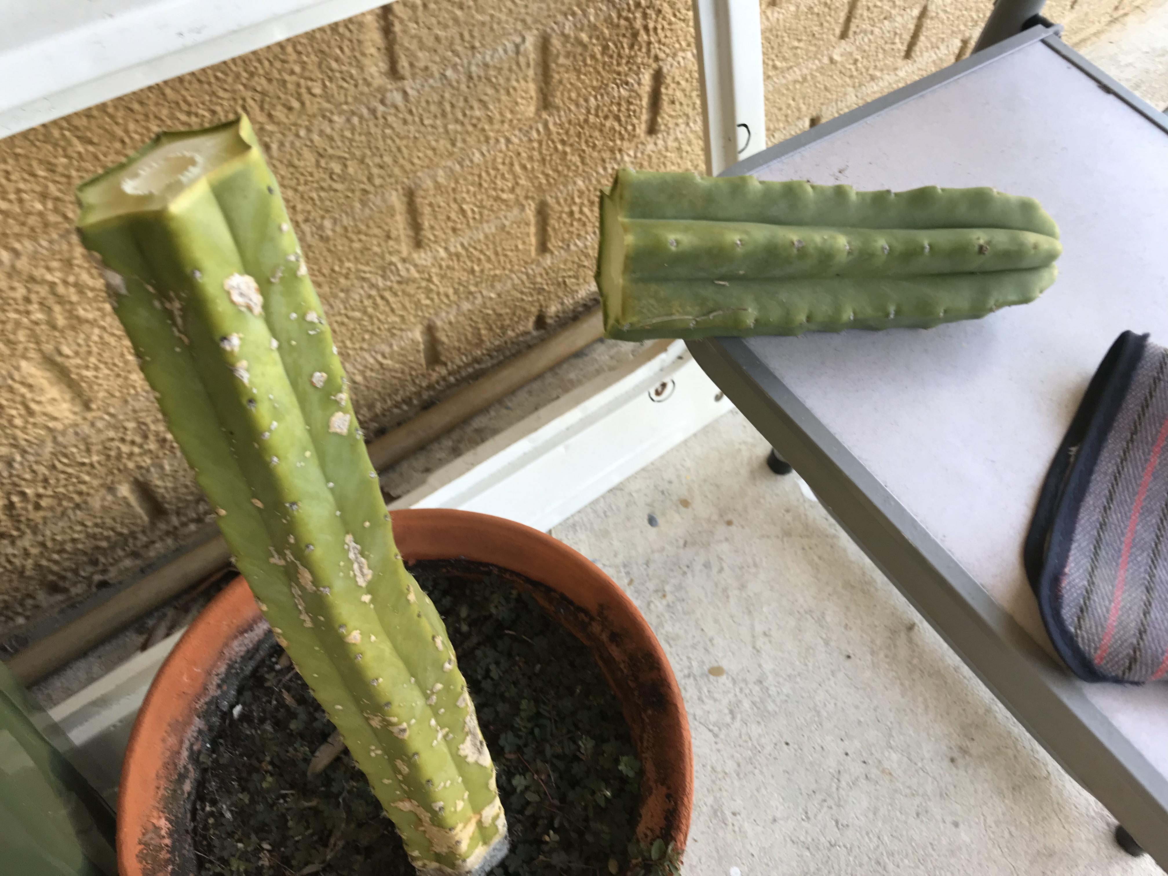 The no action cacti | Scrolller