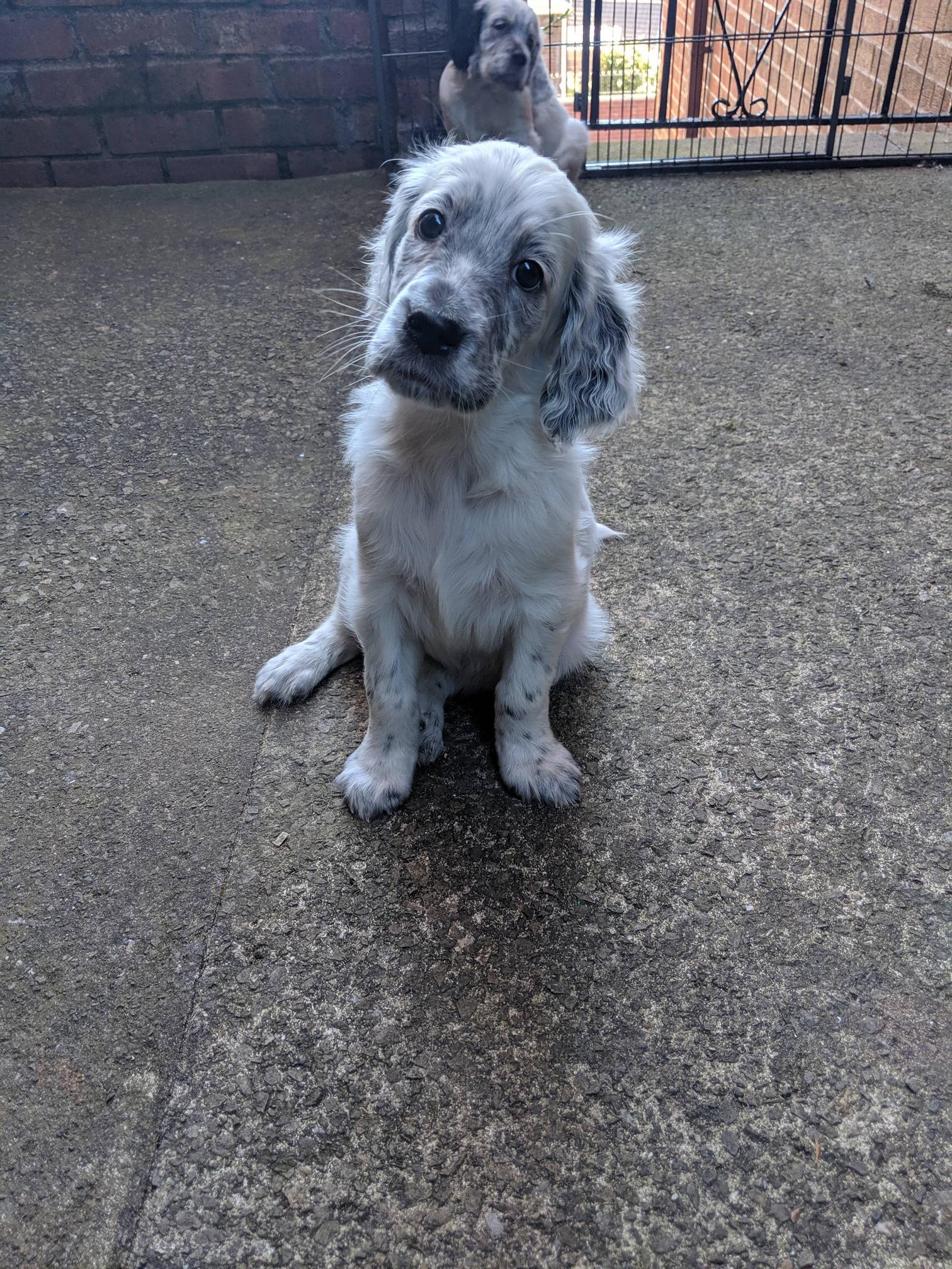 The only girl in the litter, Bonnie. | Scrolller