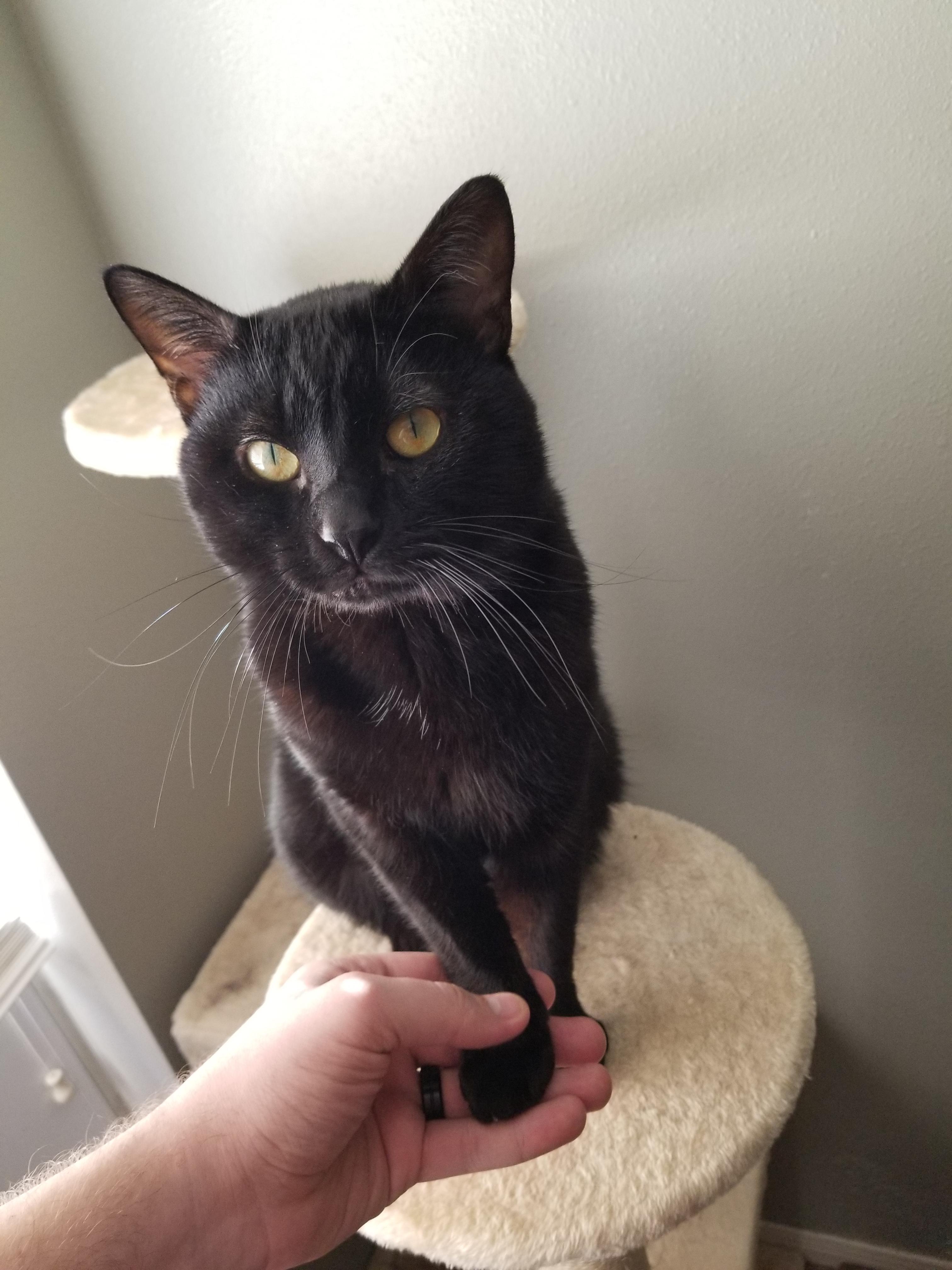 The original "Meowgik", his name is Magic and I always called him Meowgik in jest. | Scrolller