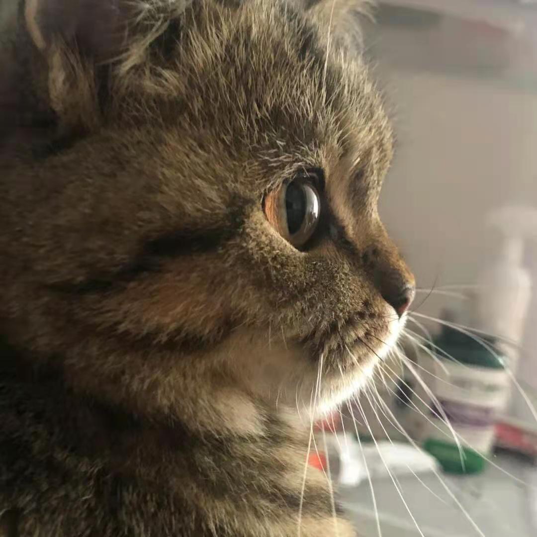 The profile face is like a little rabbit. | Scrolller