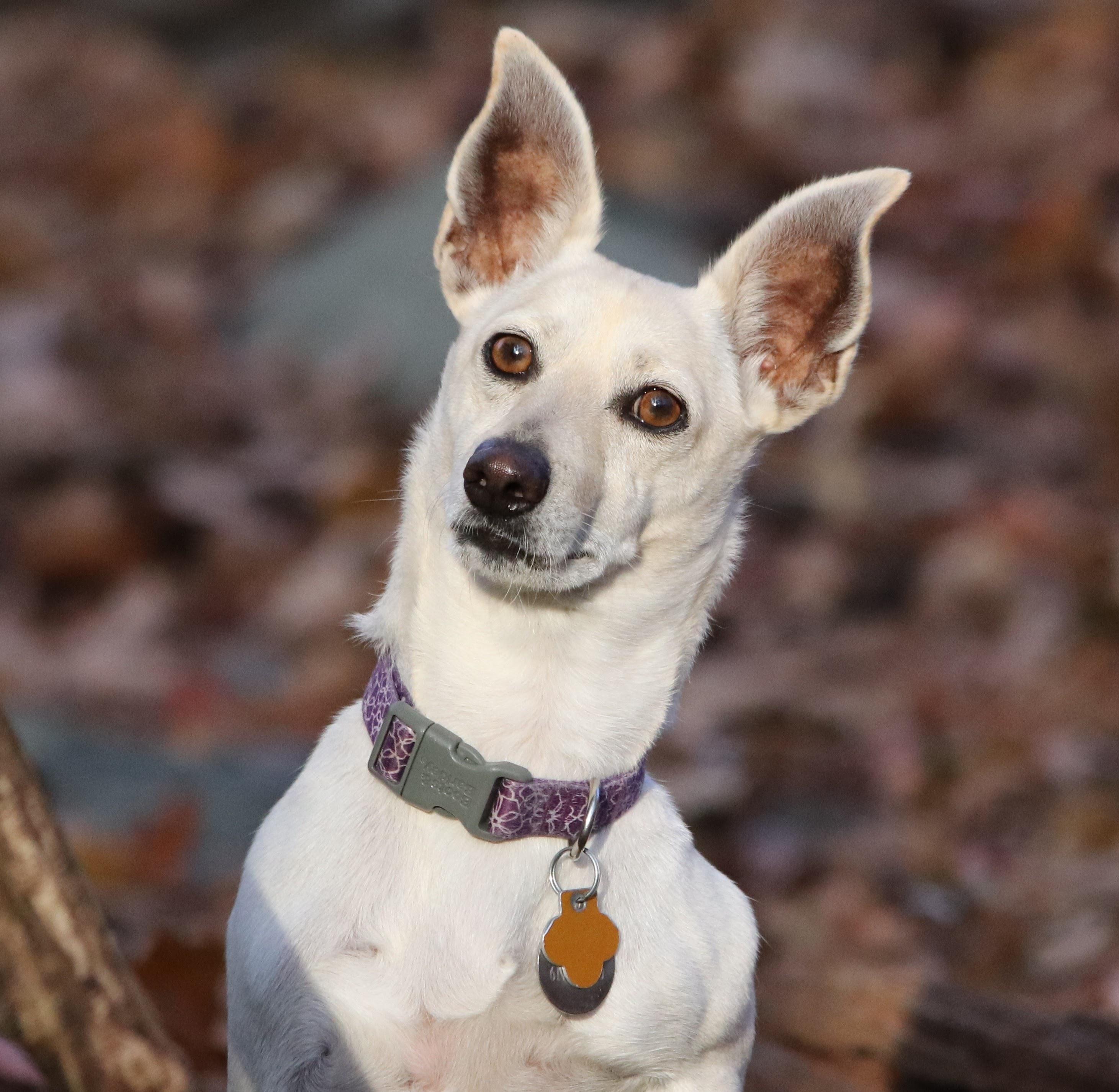 The real Slim Pointy | Scrolller