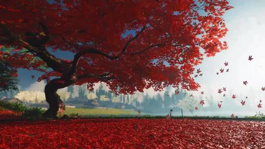 The red maple | Scrolller