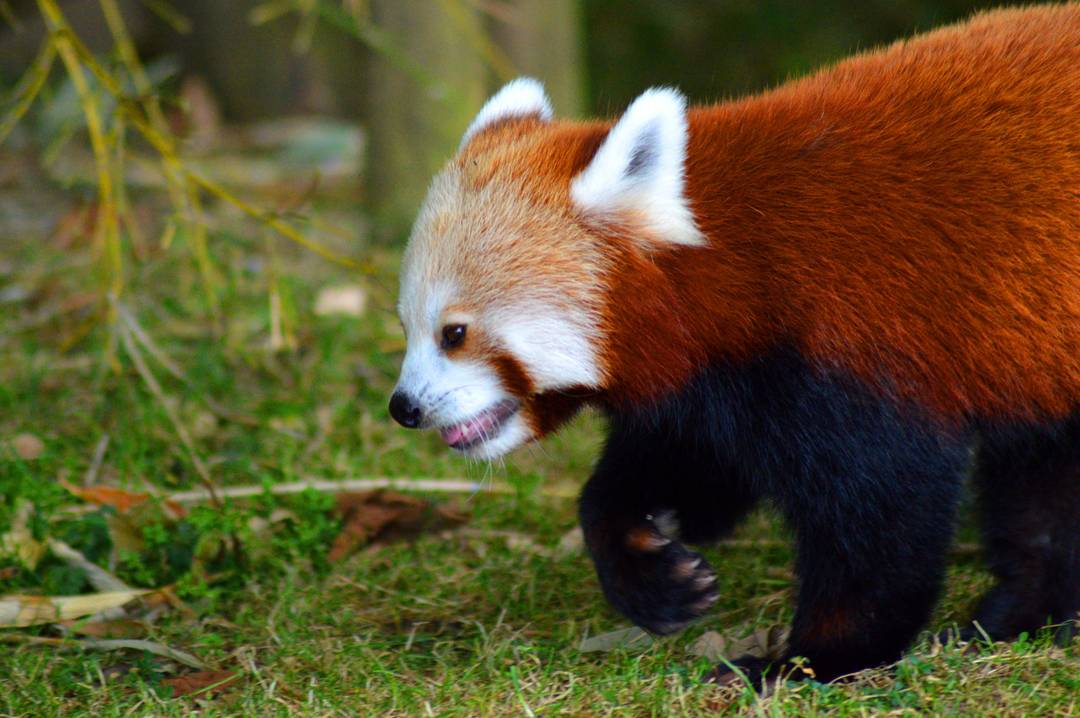 The Red Pandas in Fota wildlife Park (Ireland) are just so feckin cute, you want to bring one ...