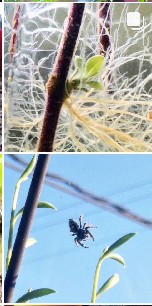 The satisfying way 2 of my Instagram posts lined up in my feed... | Scrolller