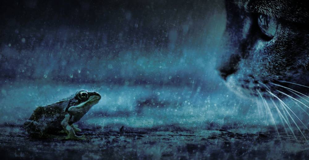 The Showdown | Scrolller