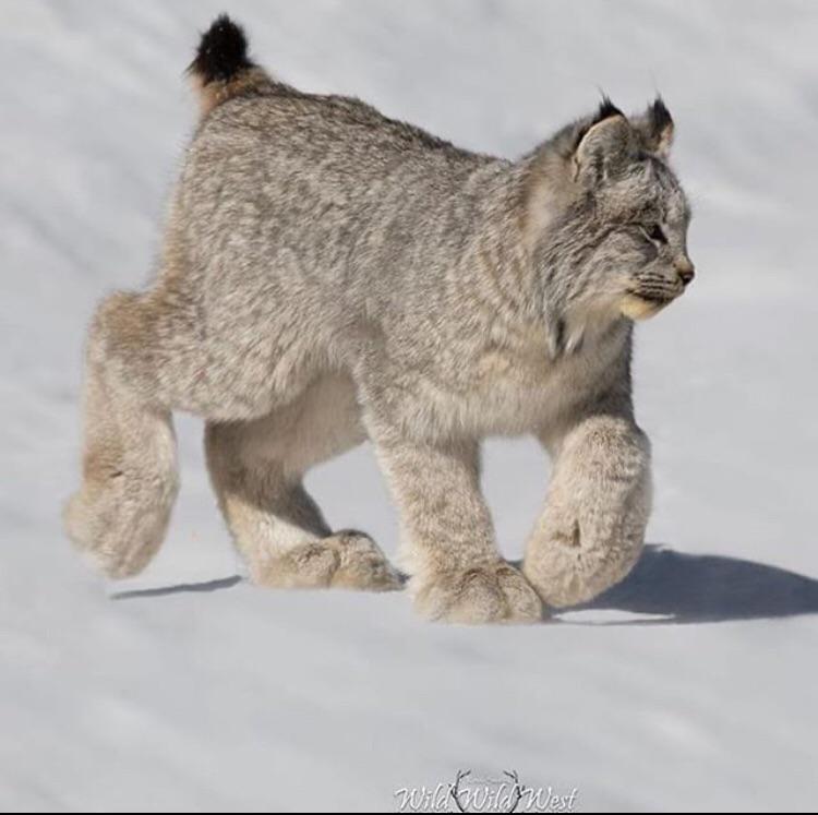 The size of the feet on this Lynx | Scrolller