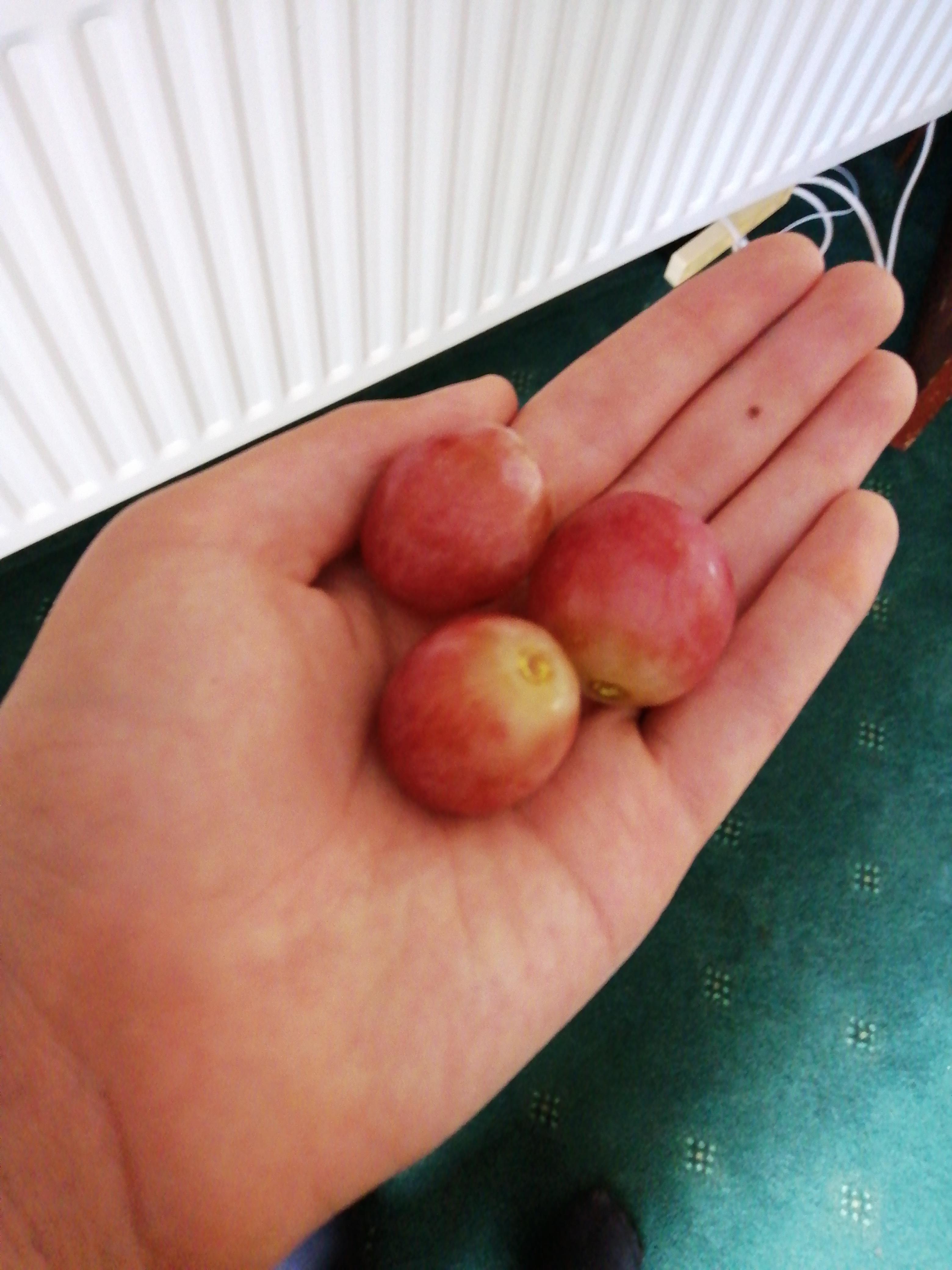 The size of these fuckin grapes! | Scrolller