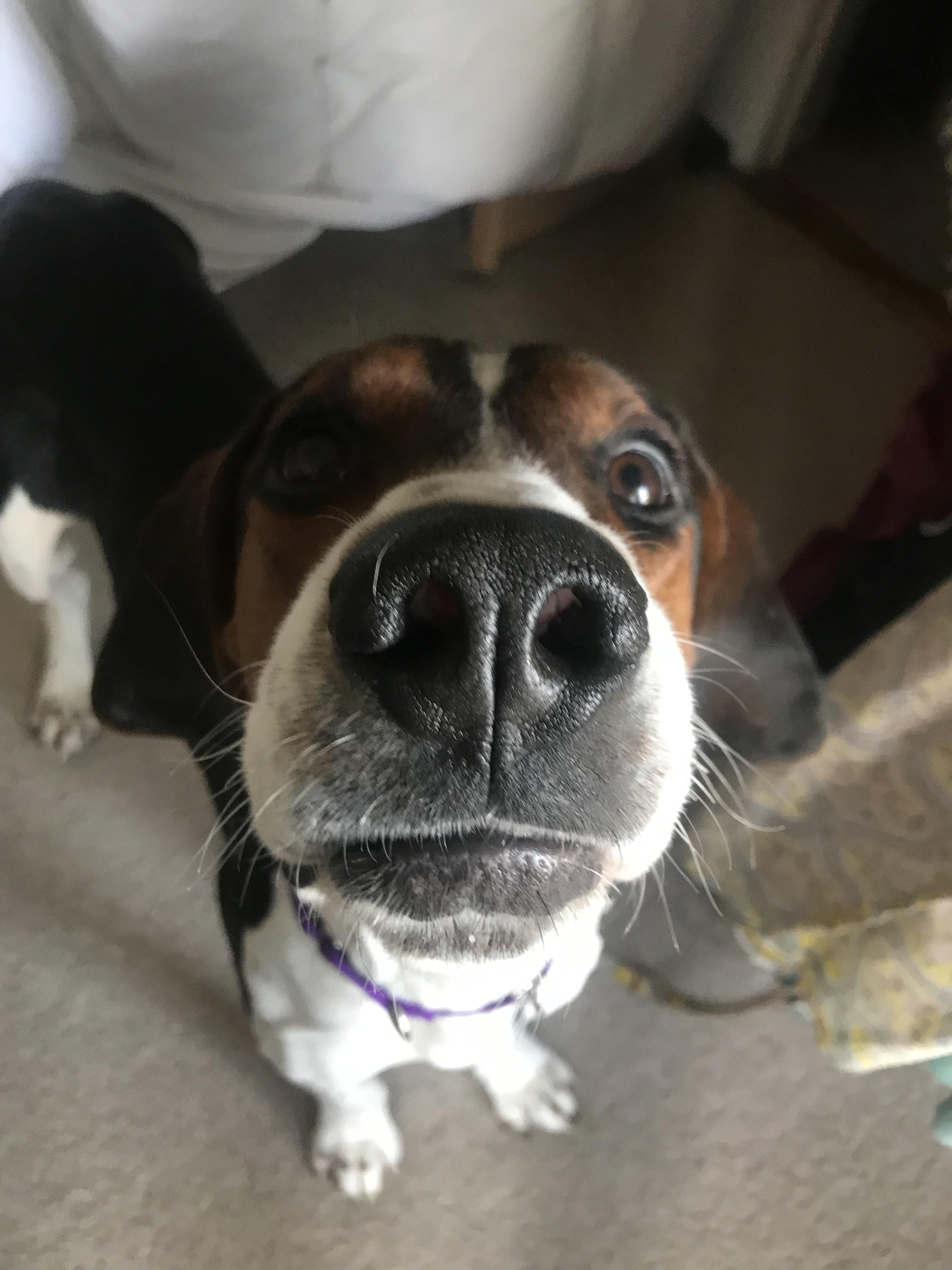 The snoot | Scrolller